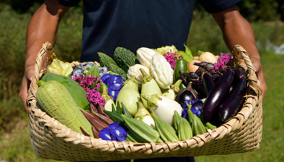 [3/20, 3/21] The Atta Terrace Club Towers / The Terrace Harvest ...